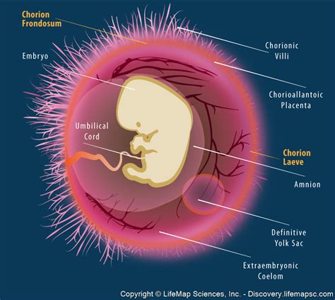 The Human Embryo And Extraembryonic Tissues Infographic Lifemap Discovery
