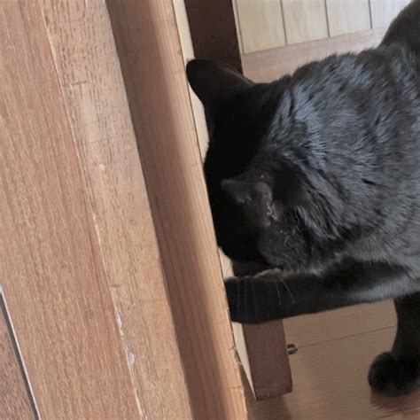 メデューサ🔱🐬💙 On Twitter Rt Bou128 本日の元ノラネコ親子 実家のakr自室をまるっとノラネコさん親子用
