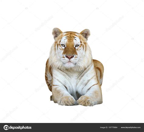 Strawberry Tabby Tiger