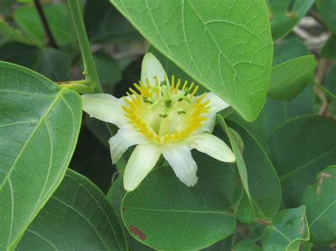 Passiflora Biflora Lam Two Flower Passionflower World Flora Pl