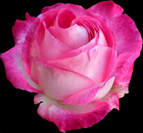 Download Vibrant Pink Rose Black Background | Wallpapers.com