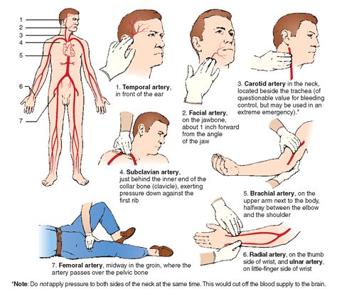 Body Pressure Points Diagram