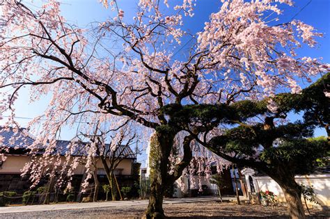 2023桜咲く京都 山科のお寺にて 花景色－k W C Photoblog