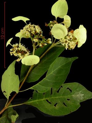 Smithsonian Tropical Research Institute Administrador De Archivos Digitales