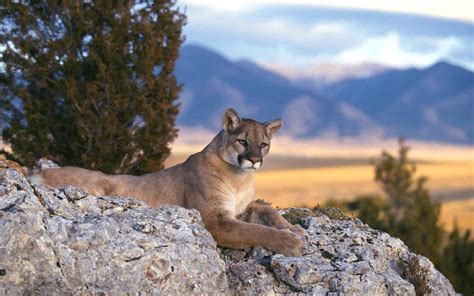 Cougar Wallpapers Hd Pixelstalk