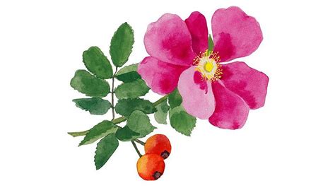 Fluide Rose Musquée And Thé Blanc