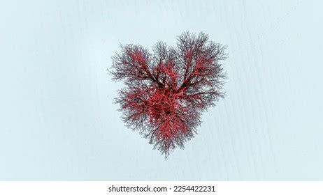 Bare Red Tree Heart Shape On Stock Photo Shutterstock