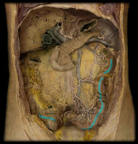 Module 3 Anatomy Flashcards Quizlet
