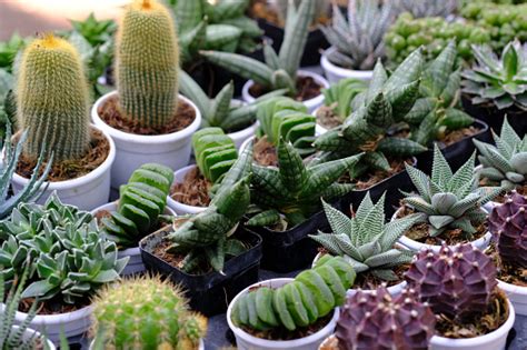 냄비에 다양한 실내 선인장과 즙이 많은 식물의 그룹 다른 냄비에 식물의 아름다운 구성 0명에 대한 스톡 사진 및 기타 이미지