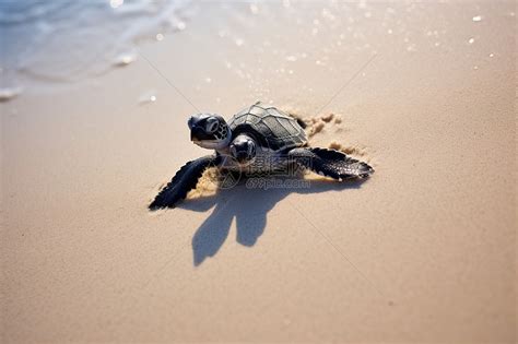 沙滩的海龟高清图片下载 正版图片600632955 摄图网