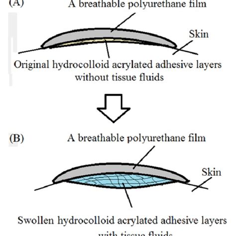 Pdf Designed Drug Release Systems Having Various Breathable