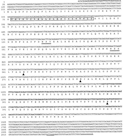 Nucleotide Sequence Of The Cdna Coding For Human Tmprss3 And Its