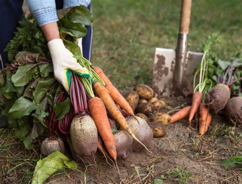 Vegetable Garden Root Vegetables How To Find The Root Depth Of