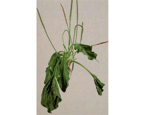 Cuál Es La Planta Medicinal Que Ayuda A Dejar De Fumar De Forma Natural