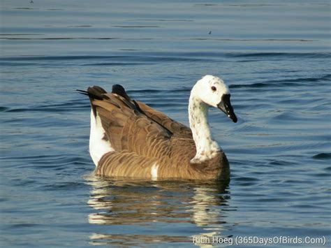12 Leucistic Canada Goose Perhetjacki