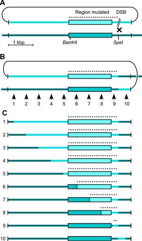 Approach For Population Scale Precise Allele Replacements Spanning