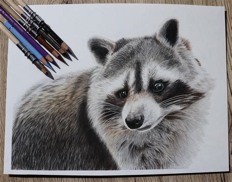 Framed Original Raccoon Drawing Realistic Colored Pencil Wildlife Art