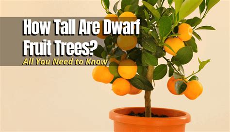 How Tall Are Dwarf Fruit Trees The Backyard Pros