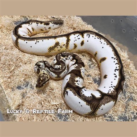 Living Art Reptiles ™ On Twitter Nice Calico Bee Ball Python Python Regius Photo