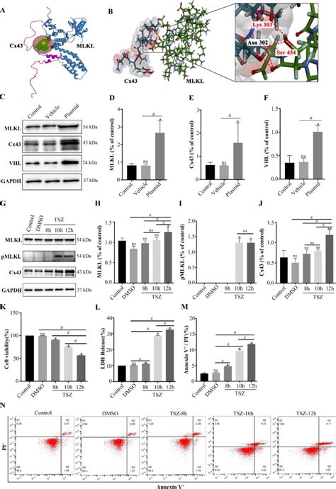 Mlkl Regulates Cx43 Ubiquitinational Degradation And Mediates Neuronal