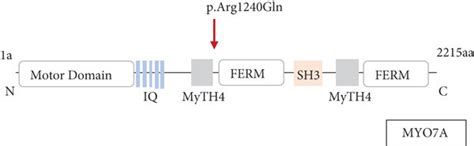 Domain Structure And Variant Position Of Tecta Myo7a And Pou3f4