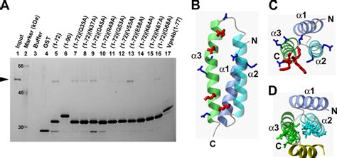 Interactions Of Kp60 Ntd With Tubulin A Pulldown Assays Of Tubulin