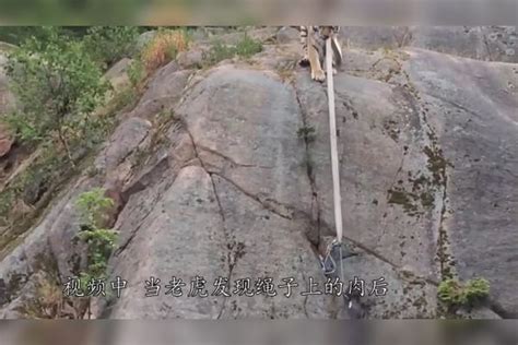 饲养员故意将肉掉在半山腰，猜猜老虎是什么反应？太聪明了！半山腰老虎反应
