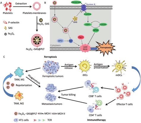 Schematic Illustration Of Platelet Membrane Camouflaged Magnetic