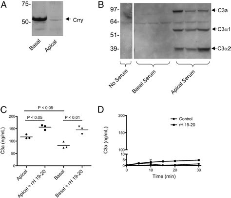 Figure 2 From Epithelial Cells Complement Activation On Renal Tubular H