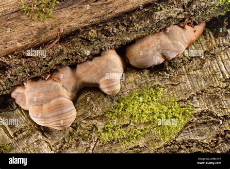 Southern Bracket Fungus Ganoderma Australe Developing Fruiting Bodies On A Rotting Fallen