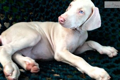 White Doberman Pincher Puppy Super Cute White Doberman Pinscher