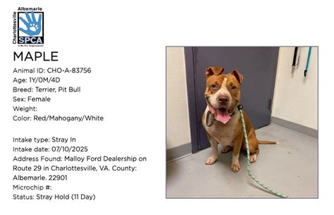 Charlottesville Albemarle Charlottesville Albemarle Spca