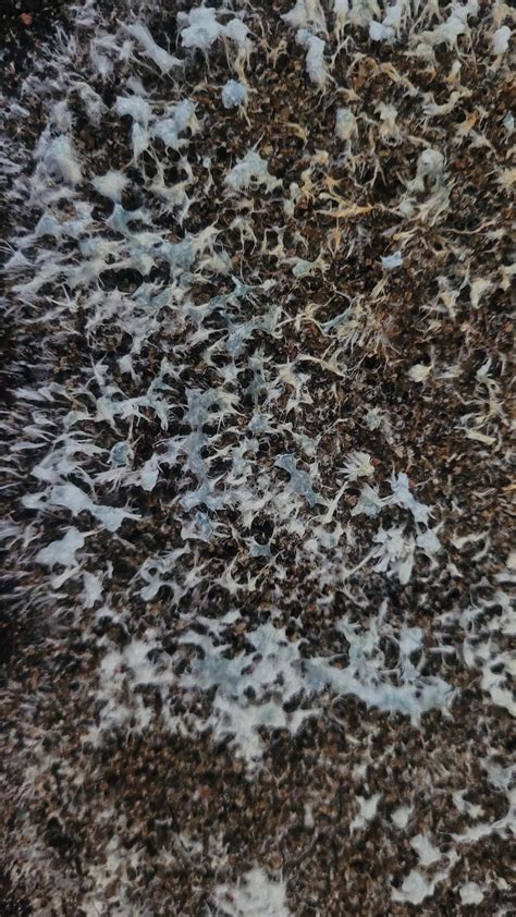 Some Blue And Orange On This Mycelium Rcontamfam