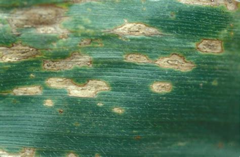 Corn Leaf Diseases Titan Pro