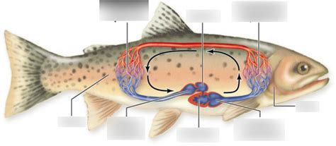 FISH Circulatory System Diagram Quizlet