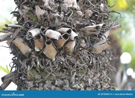 Trunk Of Tropical Plant With The Name Of Borassus Aethipum In Garden