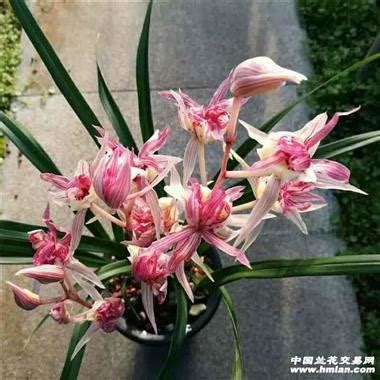 寒兰红凤1 5苗 兰花交易网