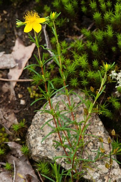 Hypericum St Johns Wort Fsus