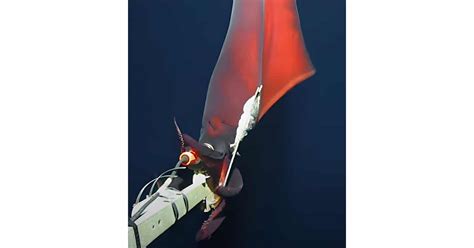 Rare Deep Sea Squid Filmed At Depth Environment Coastal Offshore