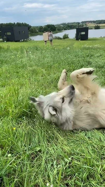 Миг ржот 🤣 мигпёс новоеархангельское Youtube