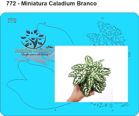 772 Miniatura Caladium Branco