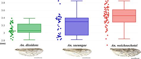 Boxplot Of The Wing Centroid Size Variation Among Three Species Of The