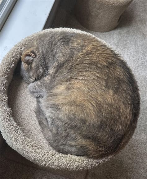 Is This Fur Pattern Dilute Tortoiseshell My Cat Has An Unusual Fur