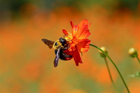 Bees Insects Closeup Hd Wallpaper