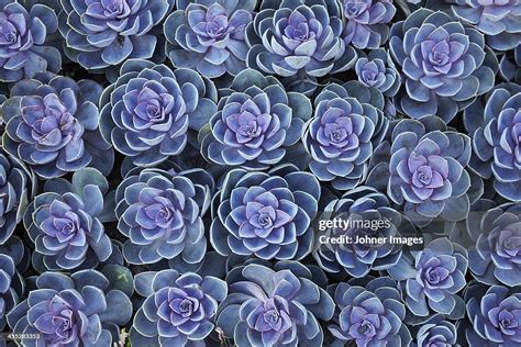 Closeup Of Crassulaceae Plants Photo Getty Images