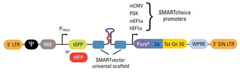 Smartvector Inducible Lentiviral Shrna
