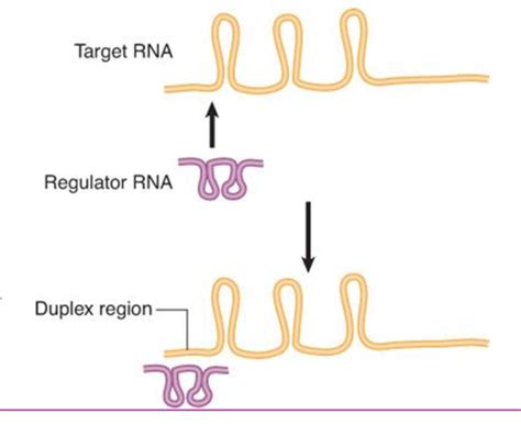 Module 12b Rna Biology Rna Regulators Crispr Smallrna Molecules Flashcards Quizlet