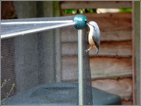 Marks Veg Plot Netting