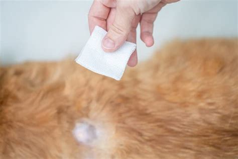 How To Clean A Cat S Wound 7 Vet Approved Steps Catster