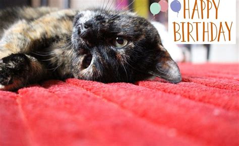 Wizard Cleaning Turns 11